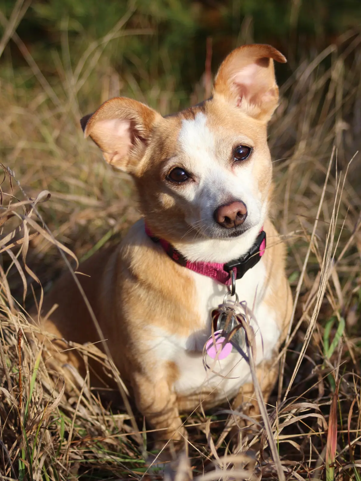 Animal Services | City of Pickering