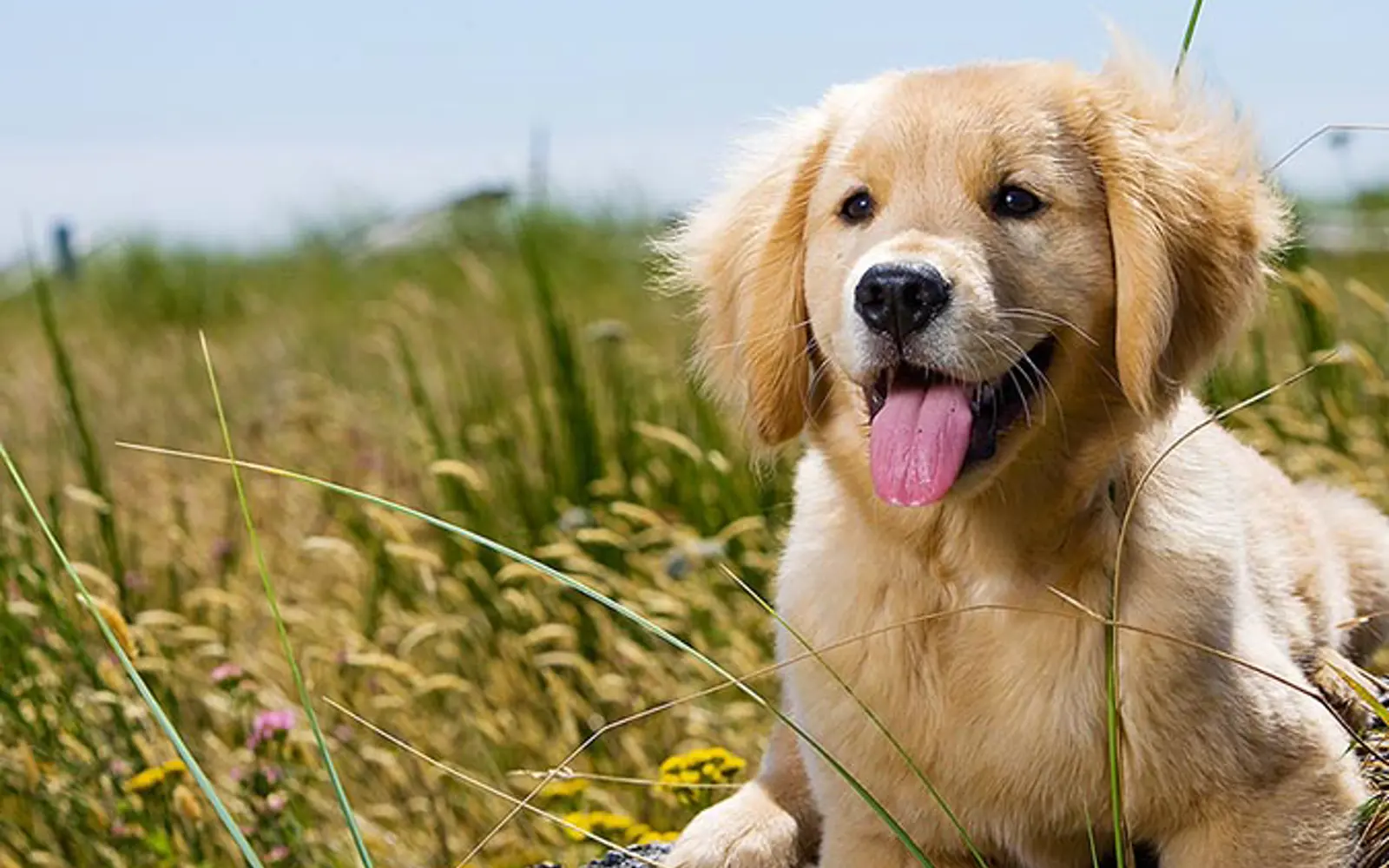 Animal Services | City of Pickering