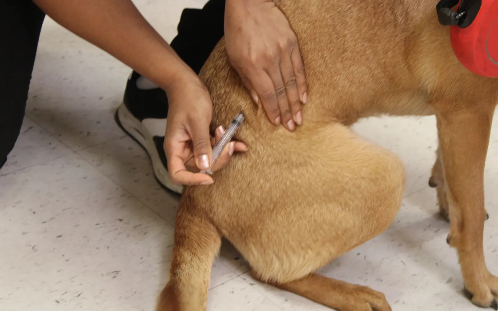 Animal Services | City of Pickering