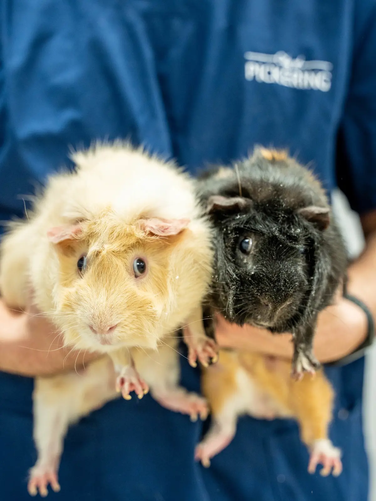 Animal Services | City of Pickering