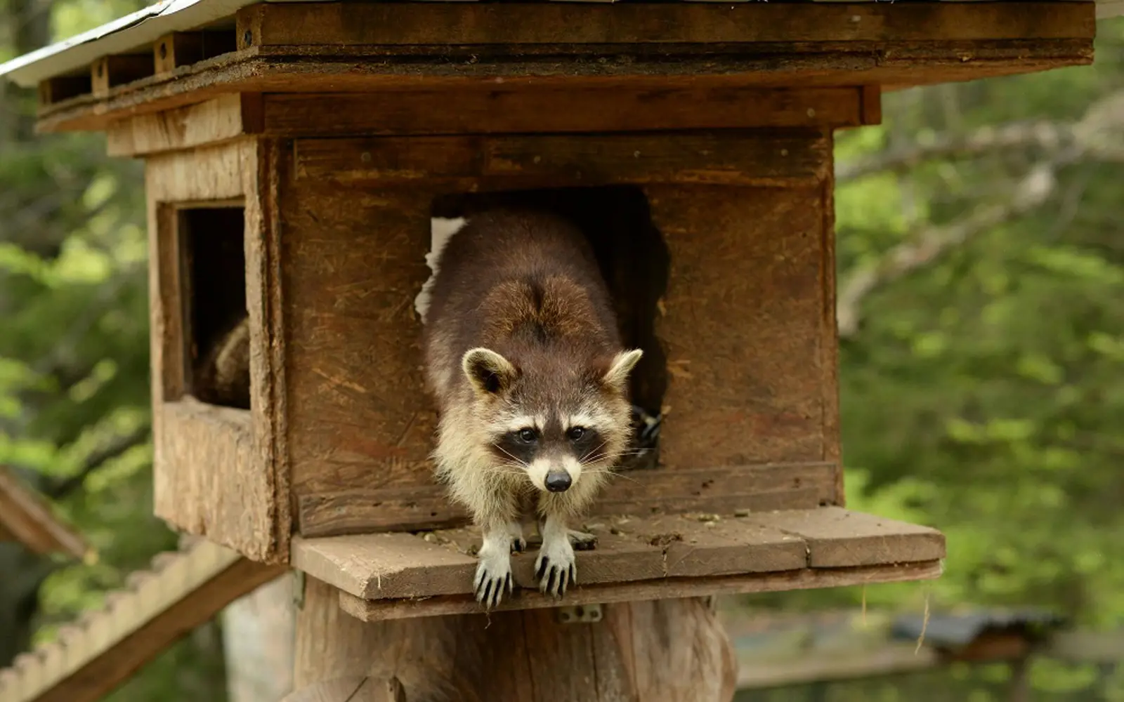 Animal Services | City of Pickering